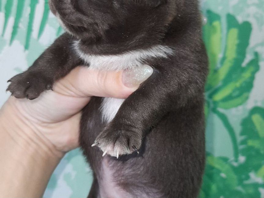 Породные детки