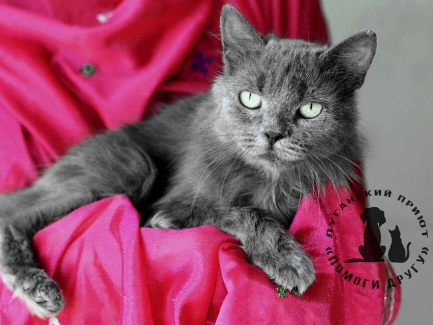 Бритни ищет дом