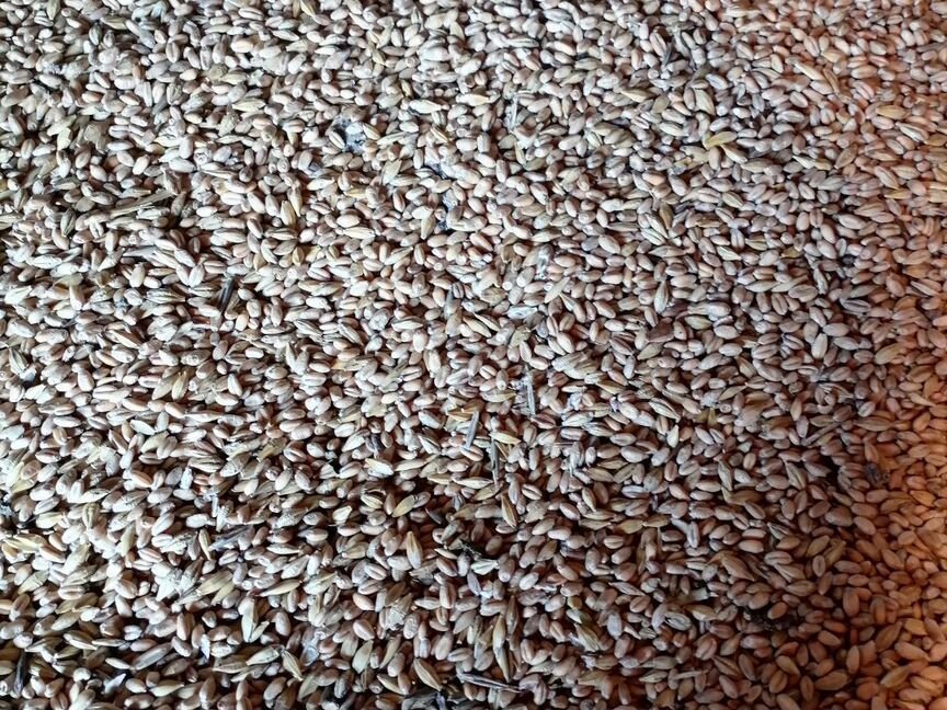 Зерно: Пшеница и овес