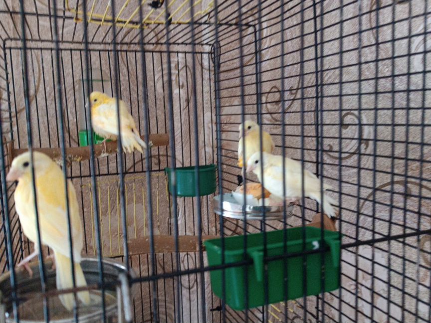 Кенара и канарейки молодые