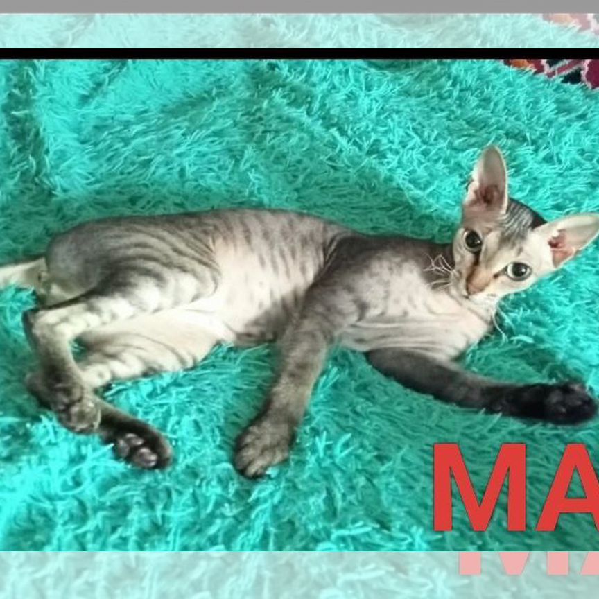 Канадский сфинкс котёнок