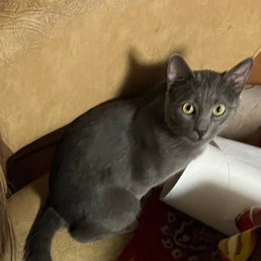 Котик в добрые руки