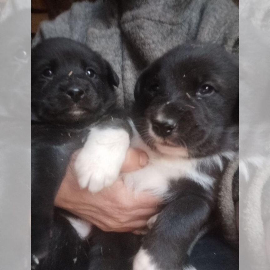 Щенок в добрые руки