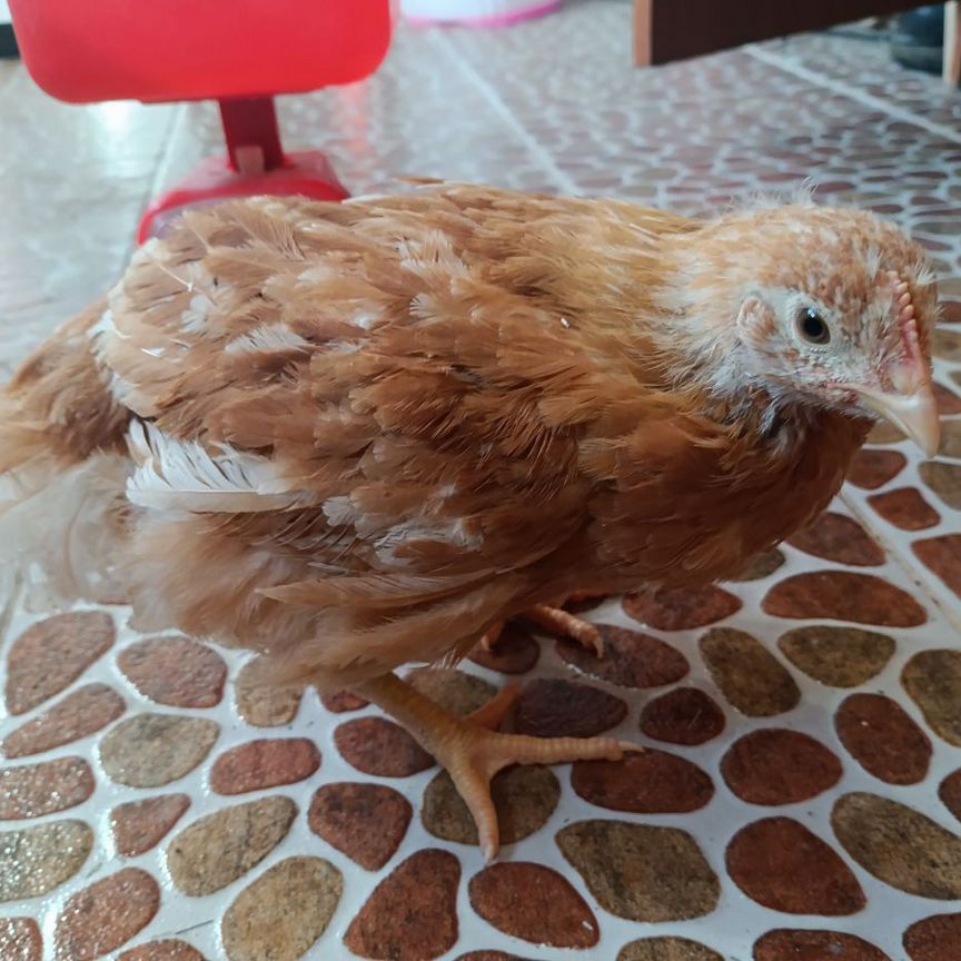 Цыплята минимясная порода