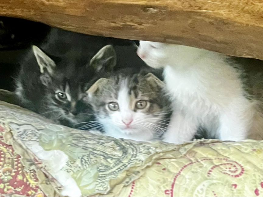 Котята метисы