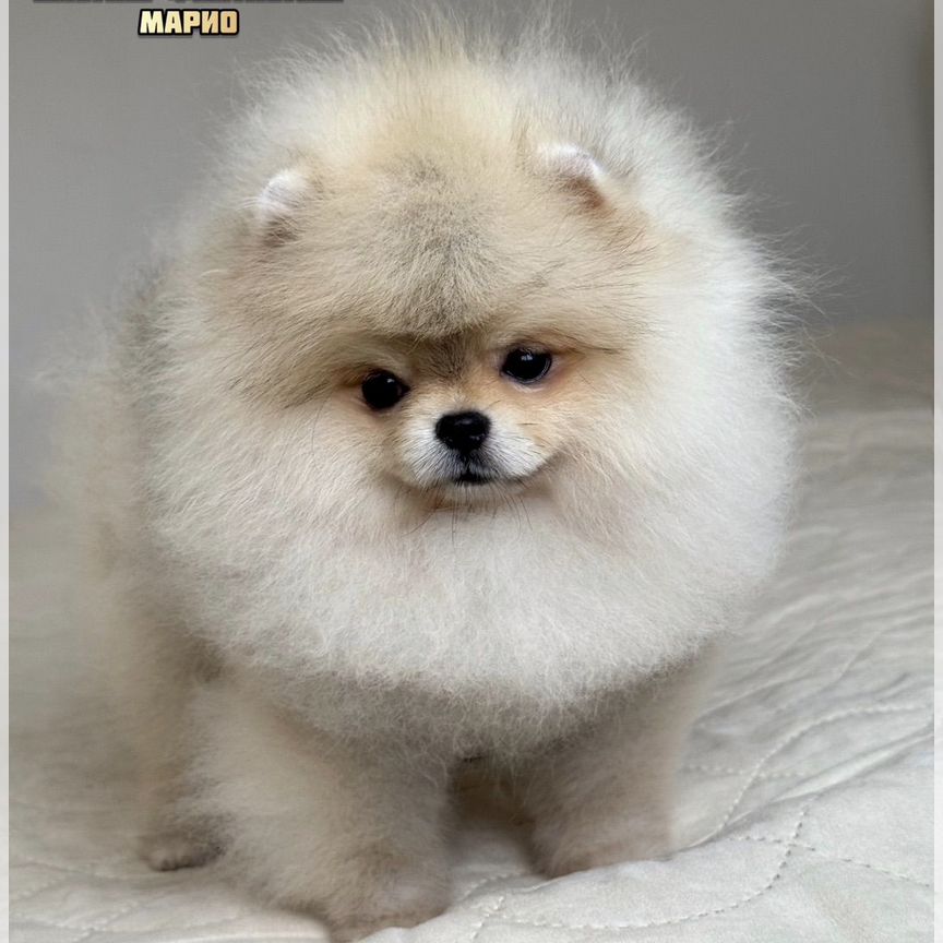 Померанский шпиц, щенок