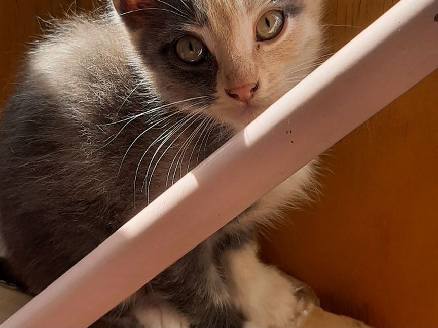 Кошка Котенок