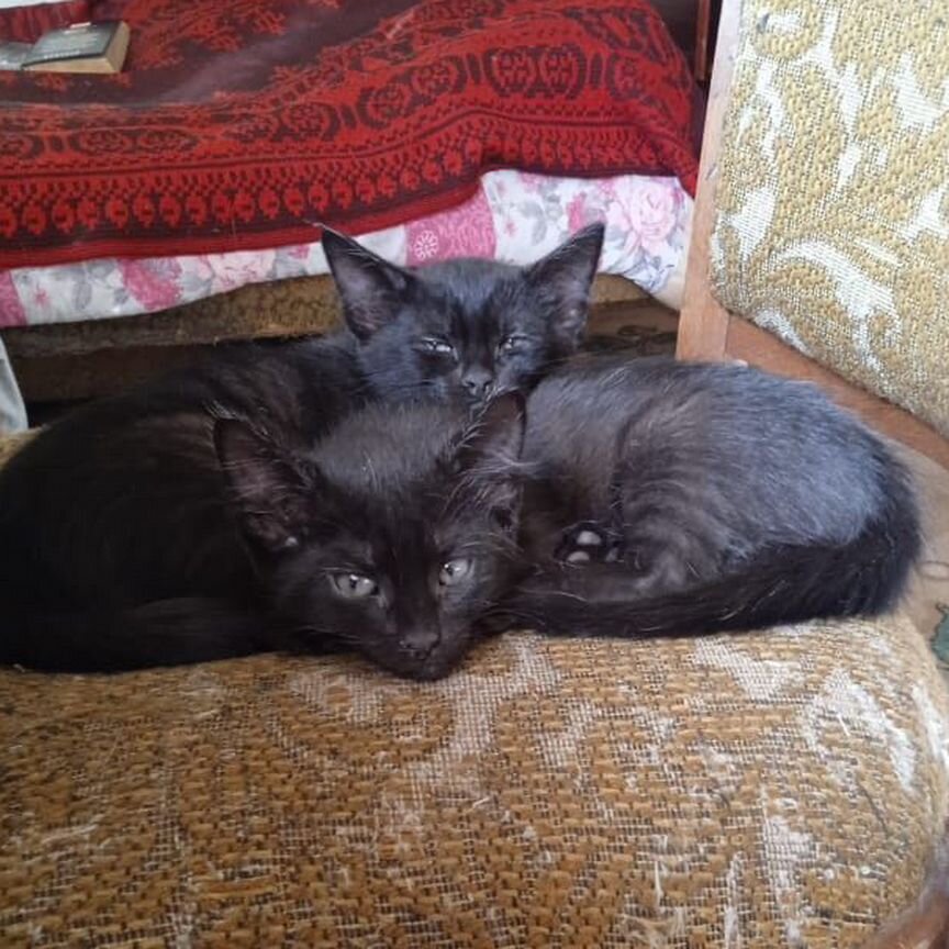 Отдам в добрые руки котят