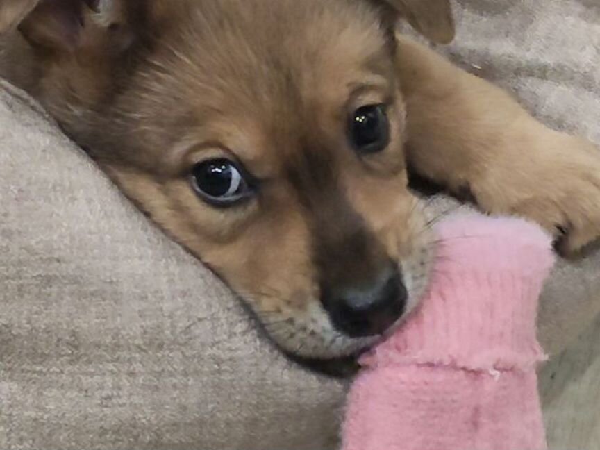 Щенок 1.5 месяца