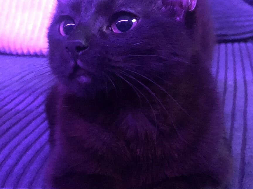 Котенок в добрые руки кошка