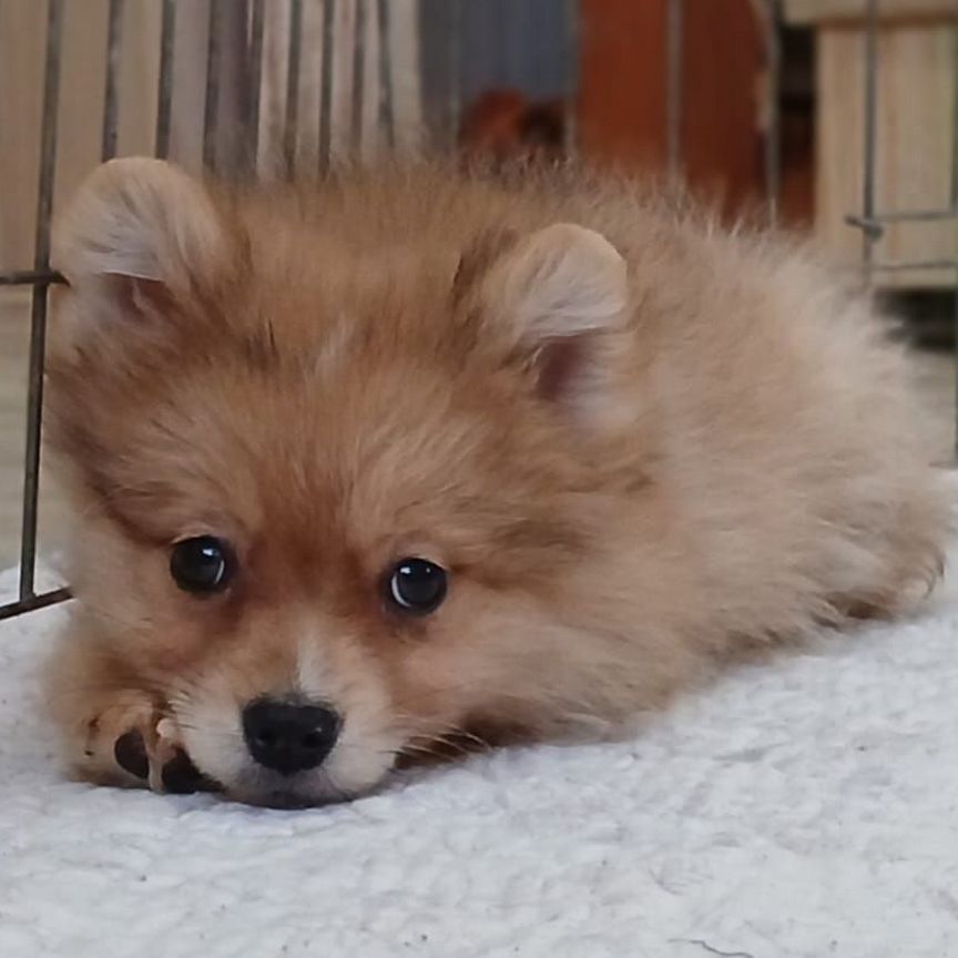 Отличный друг