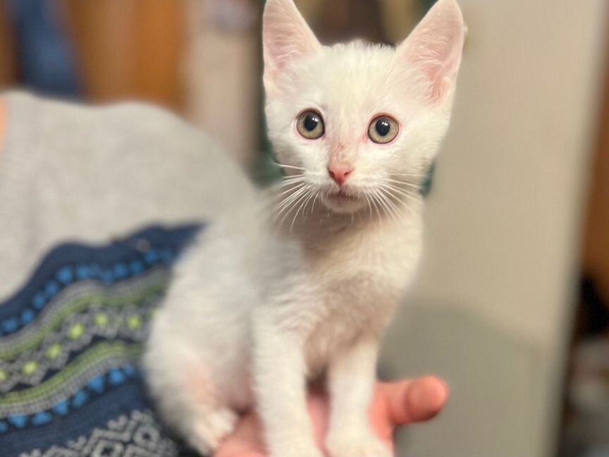 Котенок мальчик снежка в добрые руки дар