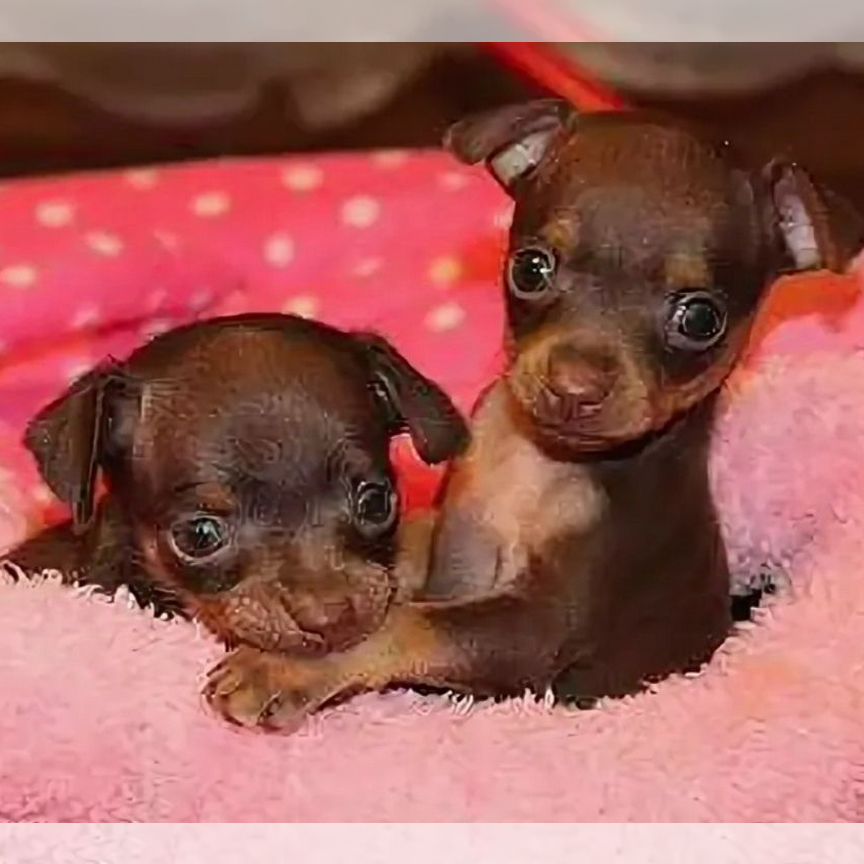 Мини той-терьер щенки