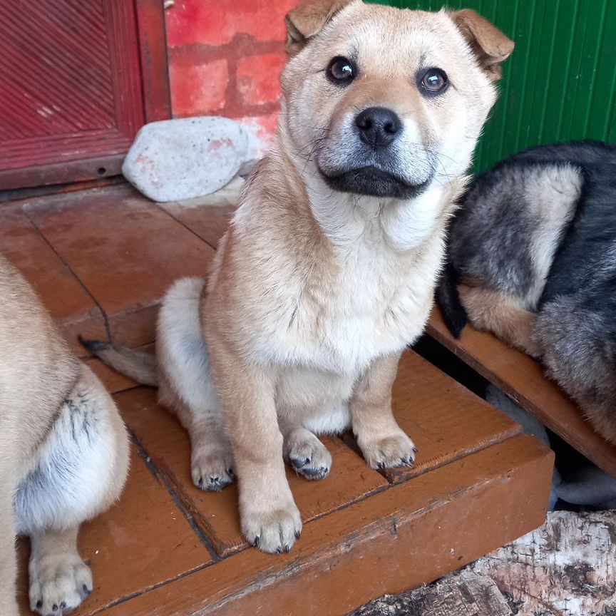 Щенок в добрые руки