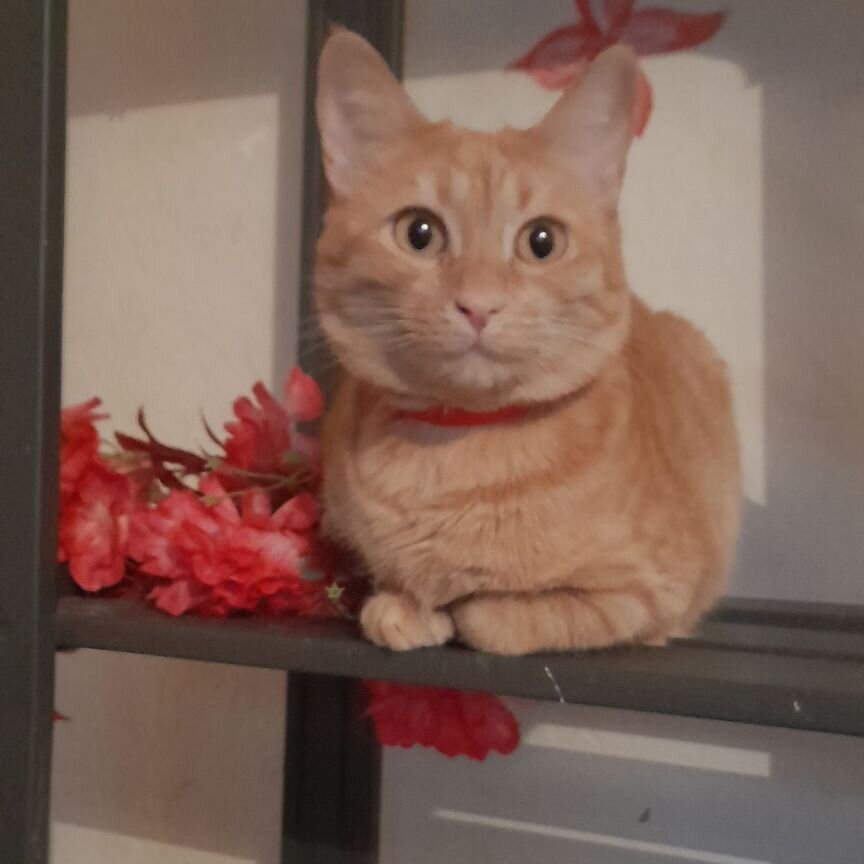 Голди ищет дом