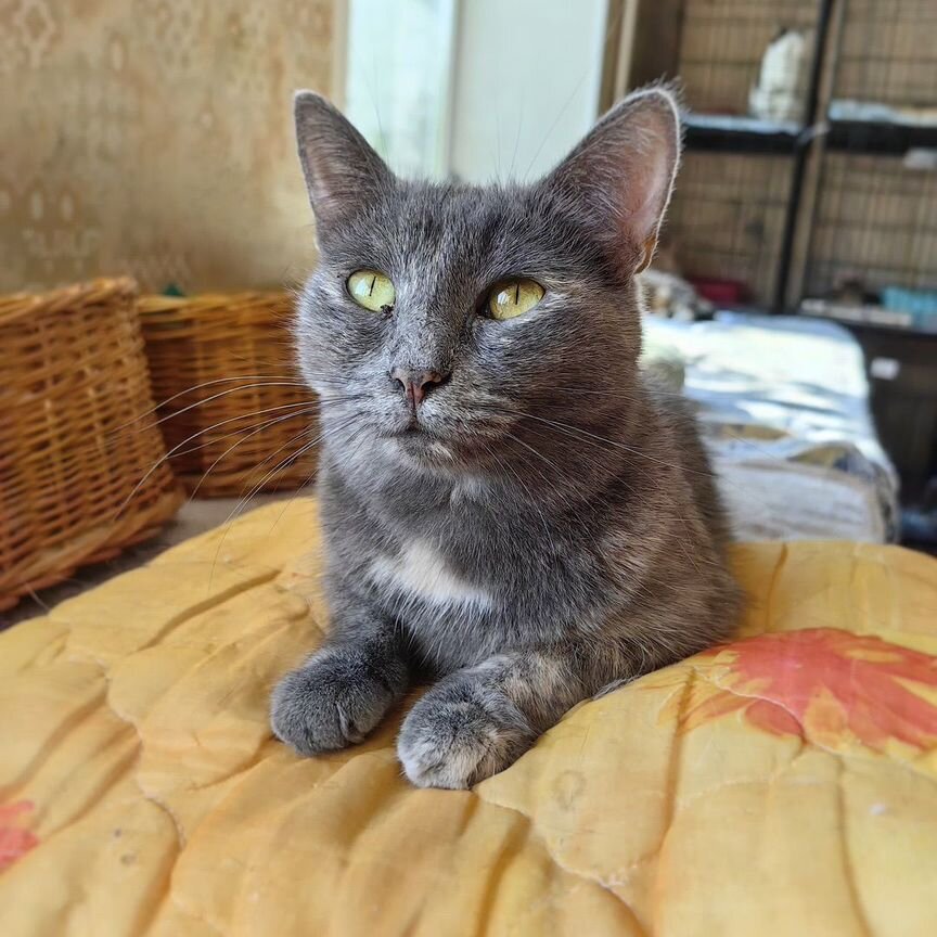 Кошки в добрые руки