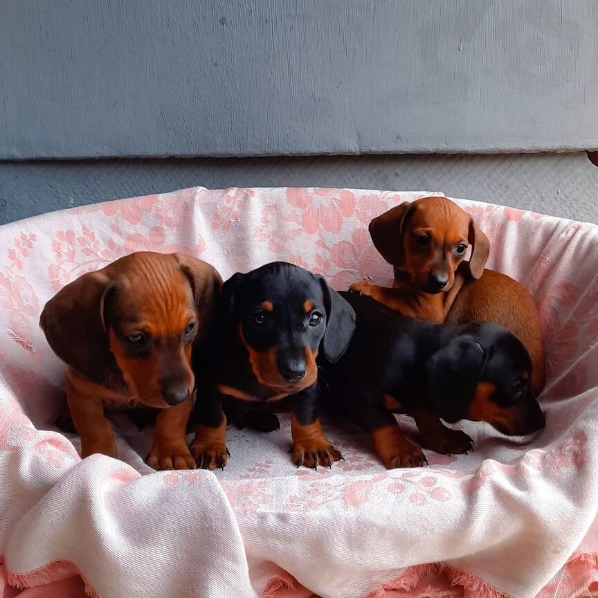 Малыши таксы