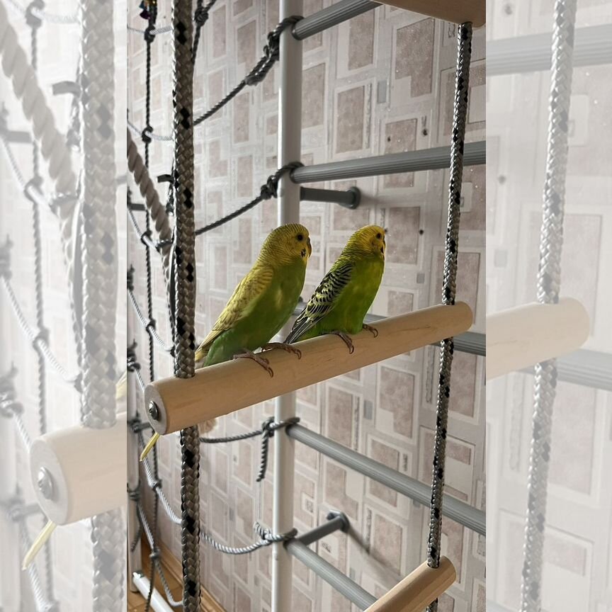 Волнистый попугай с клеткой два мальчика