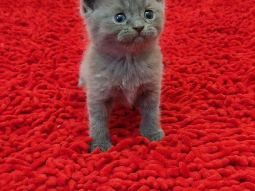 Котята