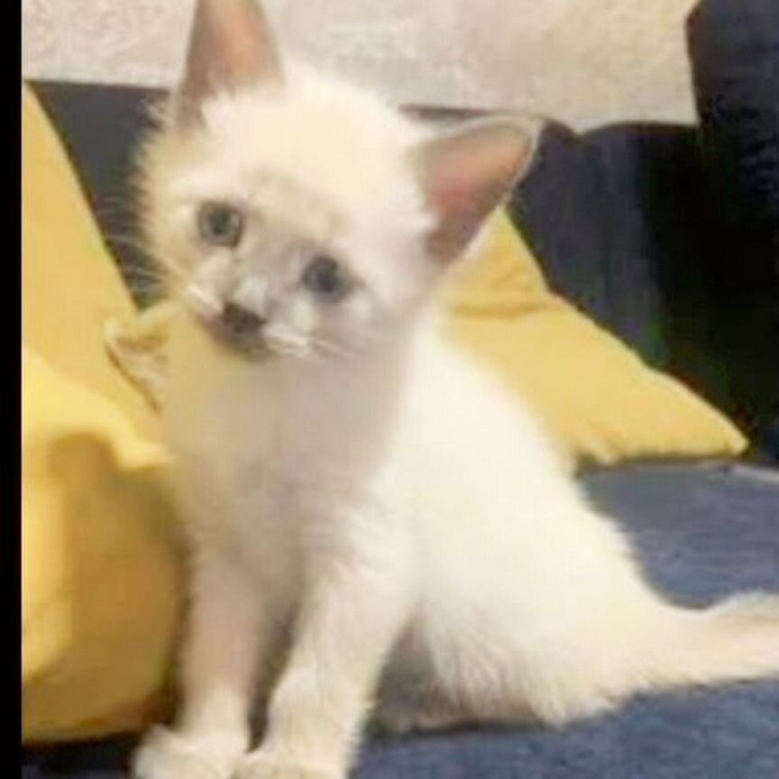 Сиамский мальчик 2 месяца