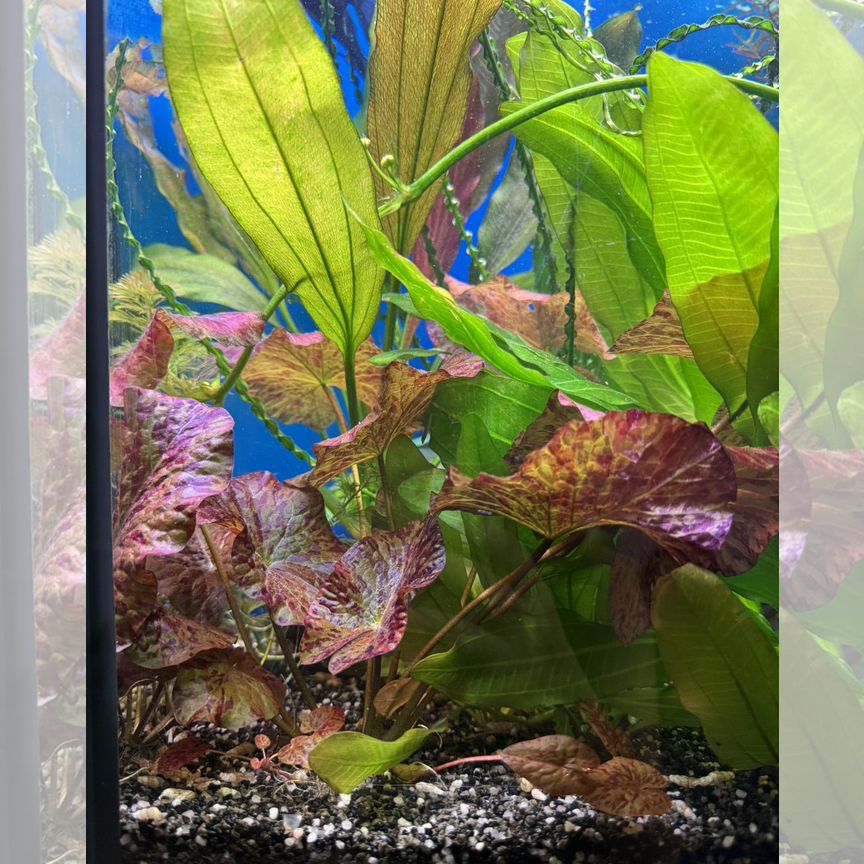 Водные растения