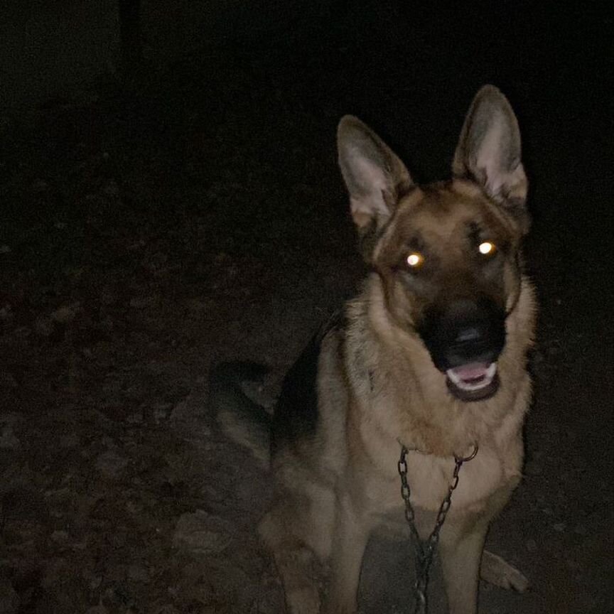 Немецкая овчарка