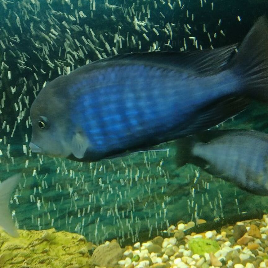 Рыба голубой дельфин