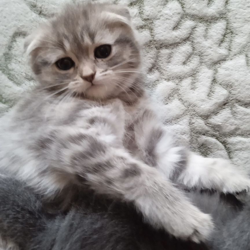 Шотландский вислоухий короткошёрстный котёнок