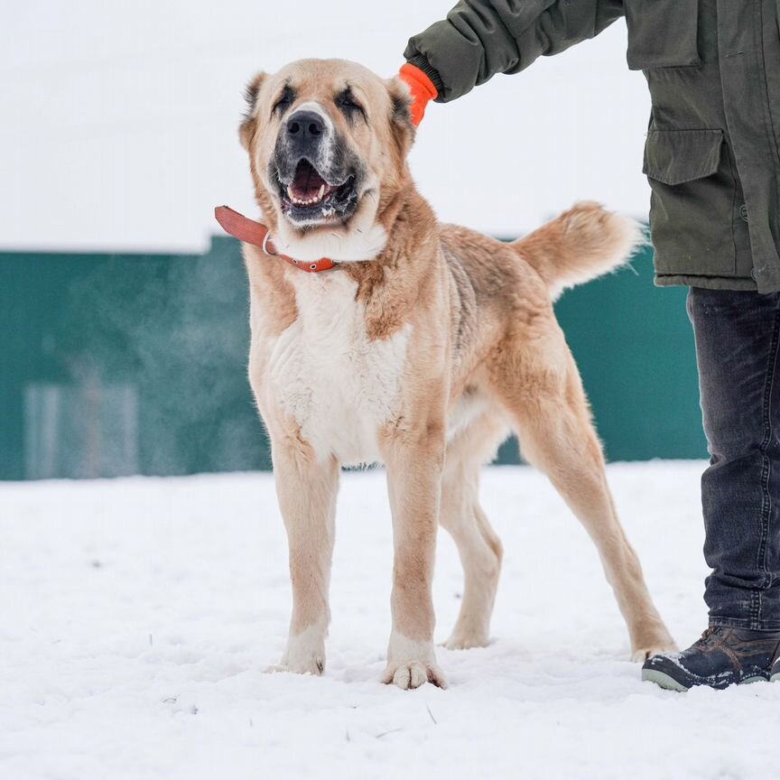 Красавец Мансур ищет дом