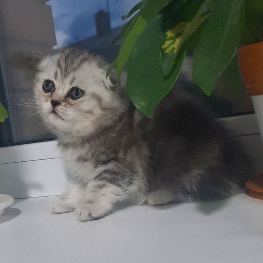 Шотландский вислоухий короткошёрстный котёнок