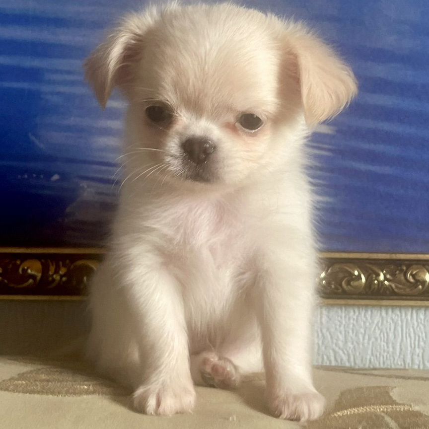 Чихуахуа, щенок