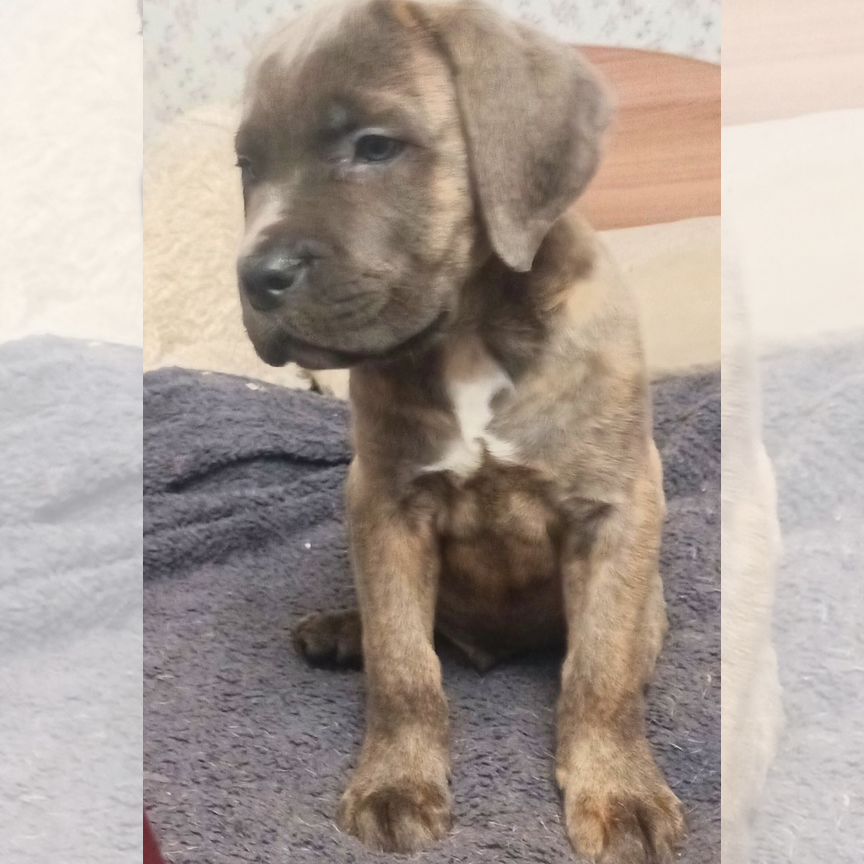 Кане корс детка