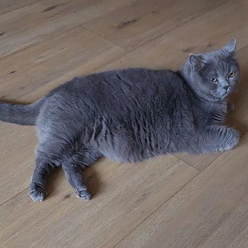 Британский короткошёрстный, взрослый кот