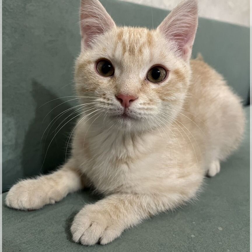 Шотландский прямоухий короткошёрстный котёнок