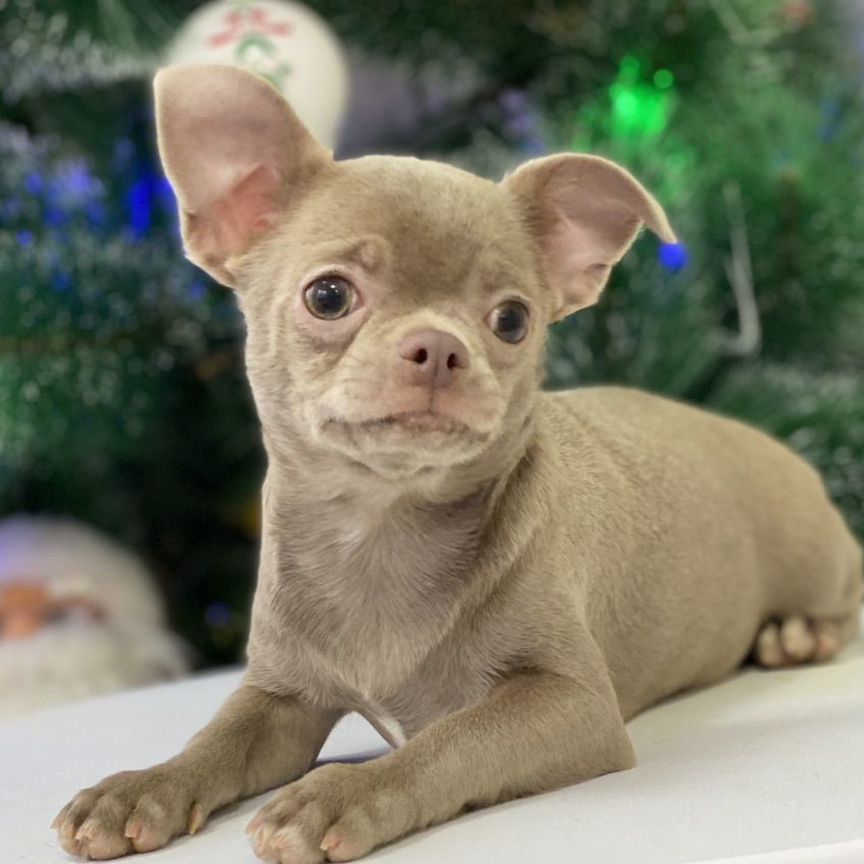 Чихуахуа девочки красавицы