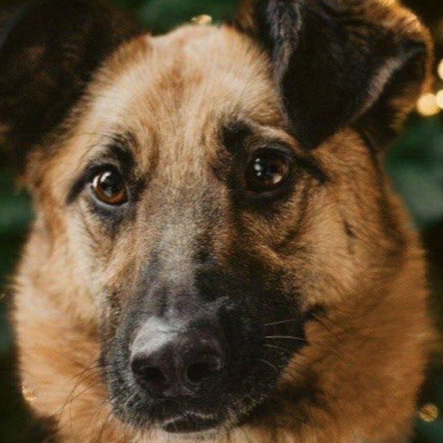 Взрослая собака в добрые руки