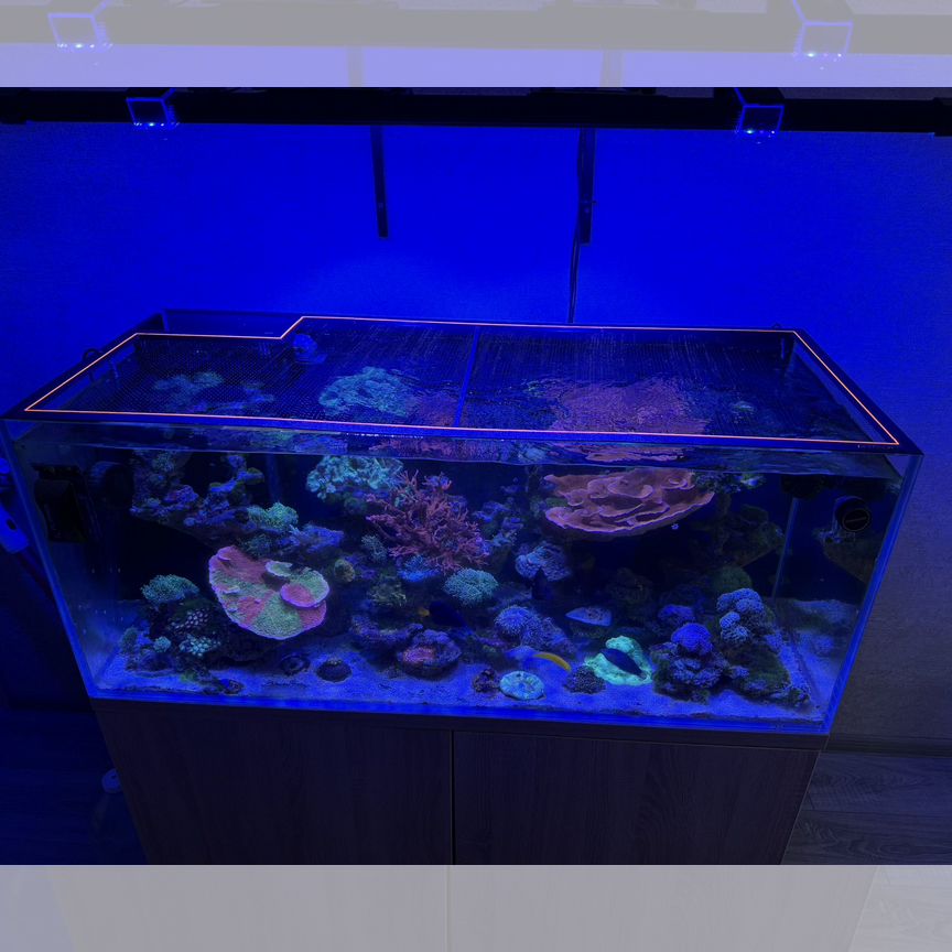 Живые кораллы для морского аквариума