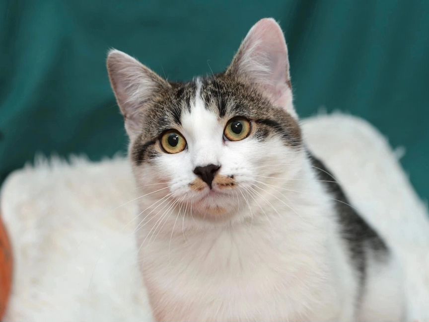 Котенок в добрые руки