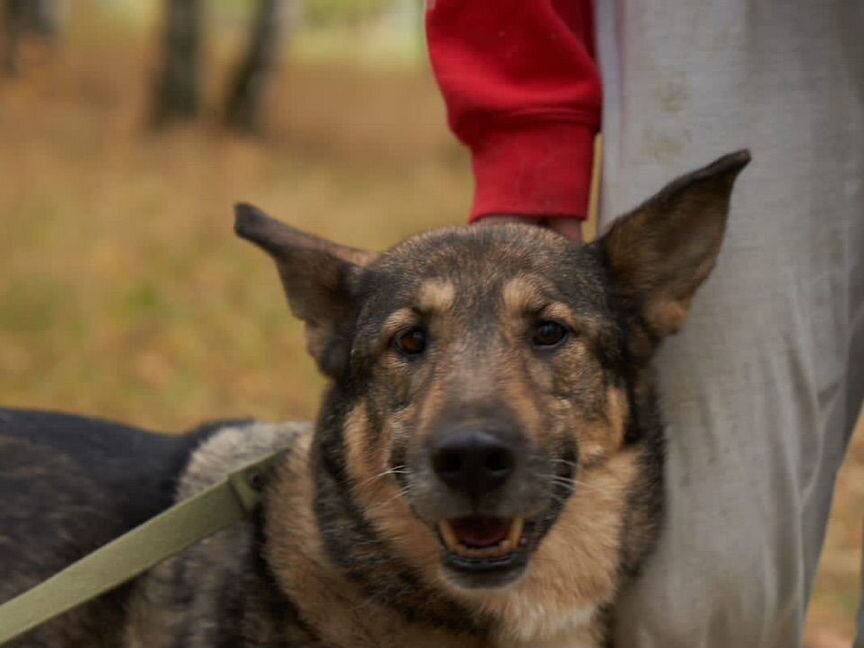 Старая собака тоскует без семьи