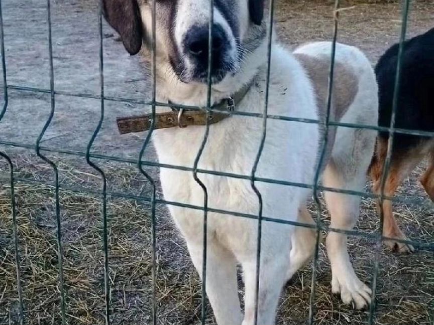 Собака Фортуна в хорошую семью бесплатно