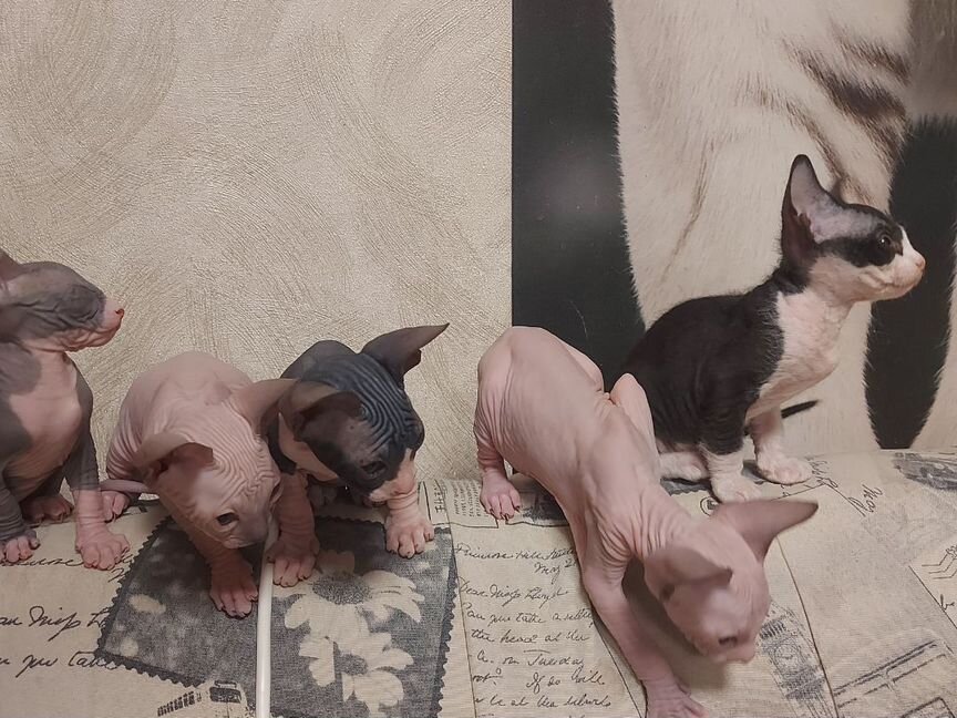 Донской сфинкс котята