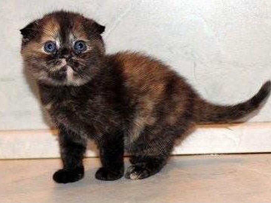 Вислоухие котята