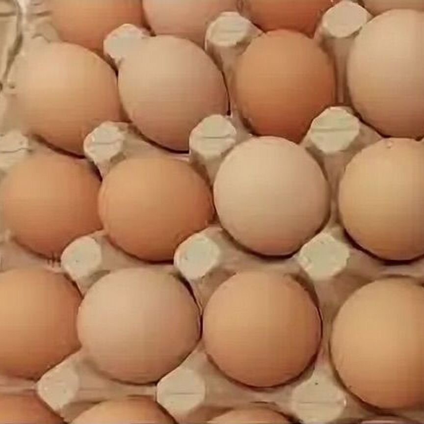 Инкубационное яйцо Юрловской голосистой породы кур