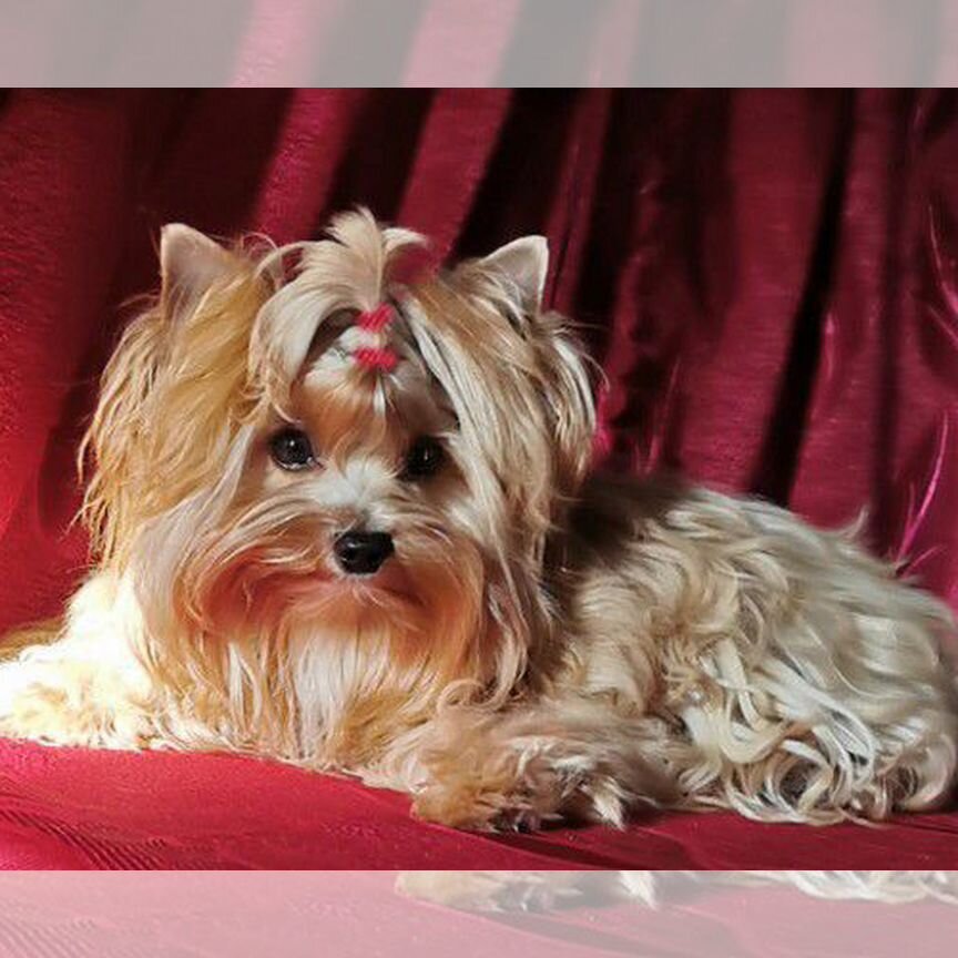 Йоркширский терьер