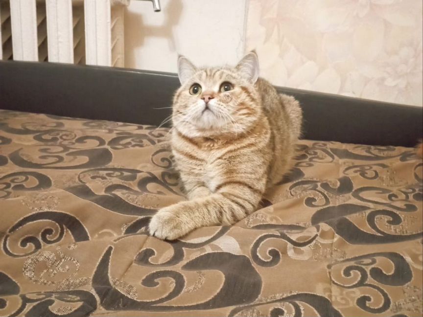 Шотландский кот вязка