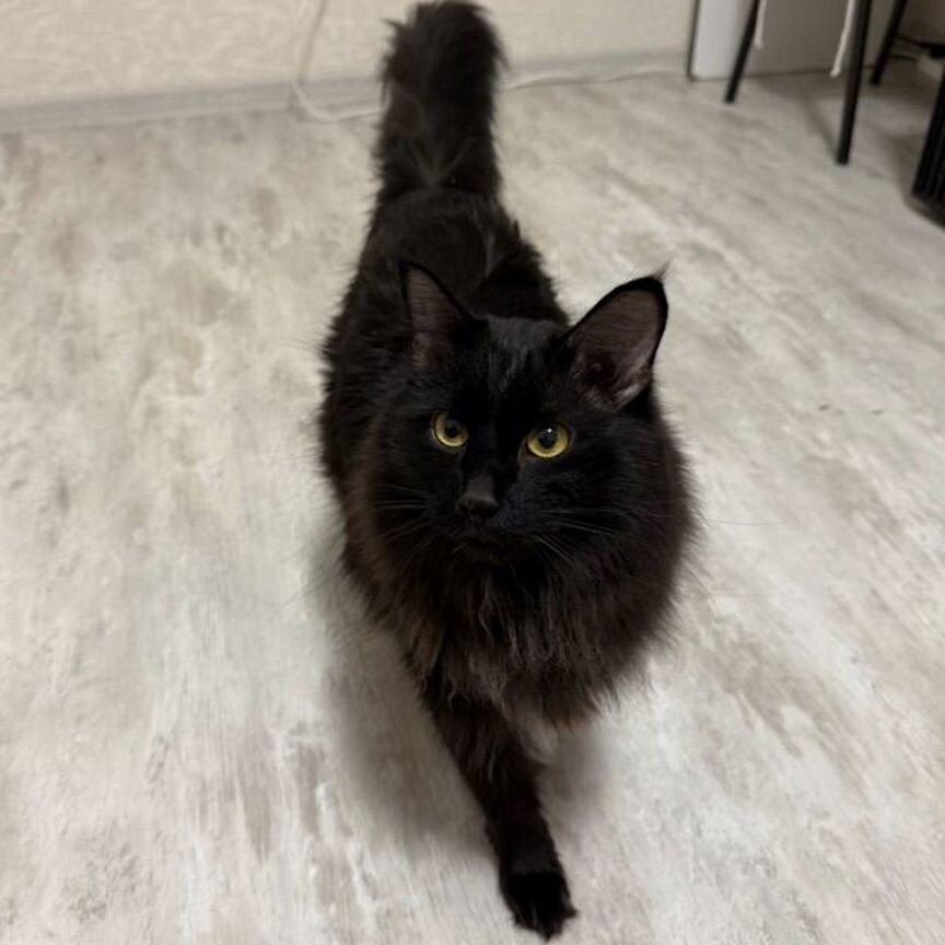 Мейн-кун, взрослый кот