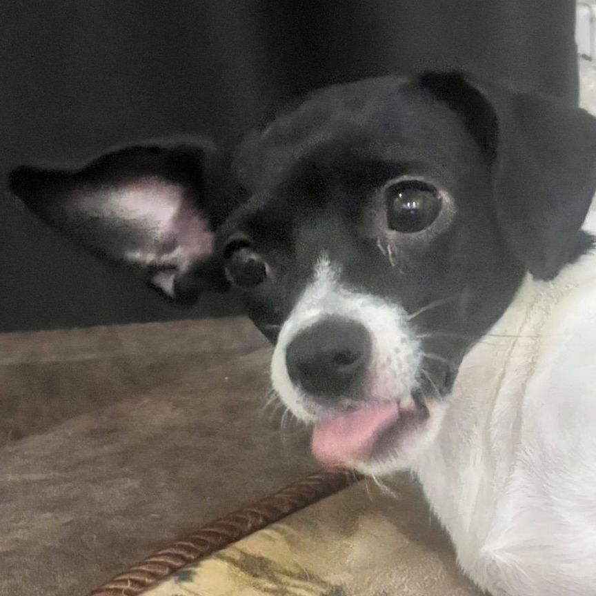 Английский той-терьер, щенок