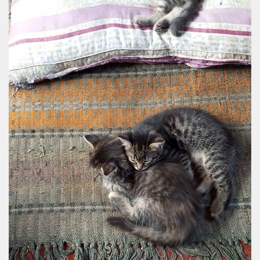 Котята отдам в добрые руки бесплатно