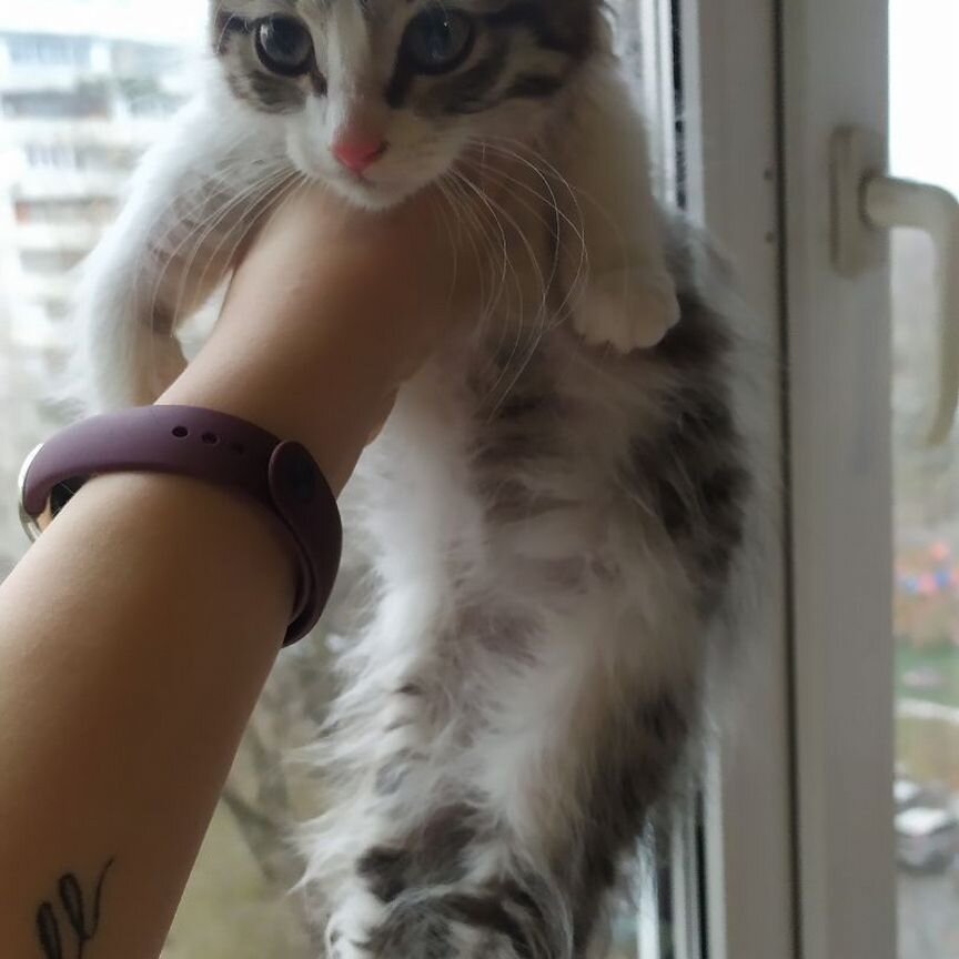 Котëнок в добрые руки