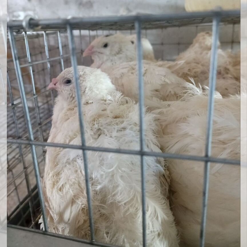 Перепел.кеглик